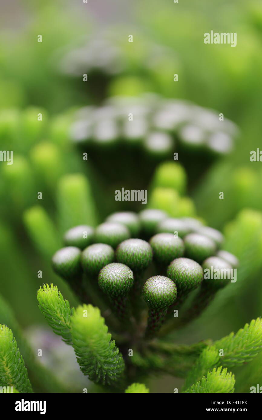 Fynbos africa hi-res stock photography and images - Alamy