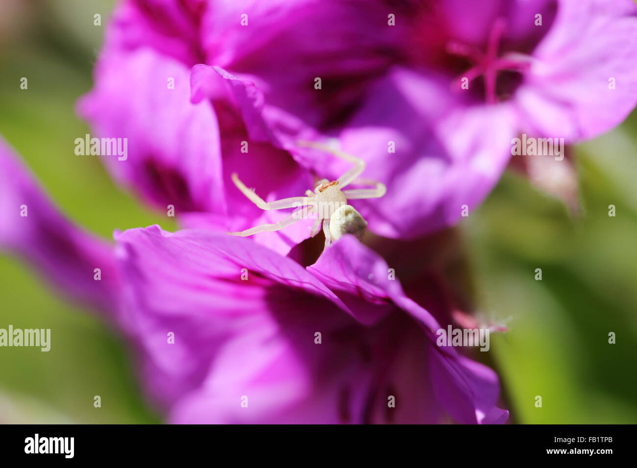 Spider geranium hi-res stock photography and images - Alamy