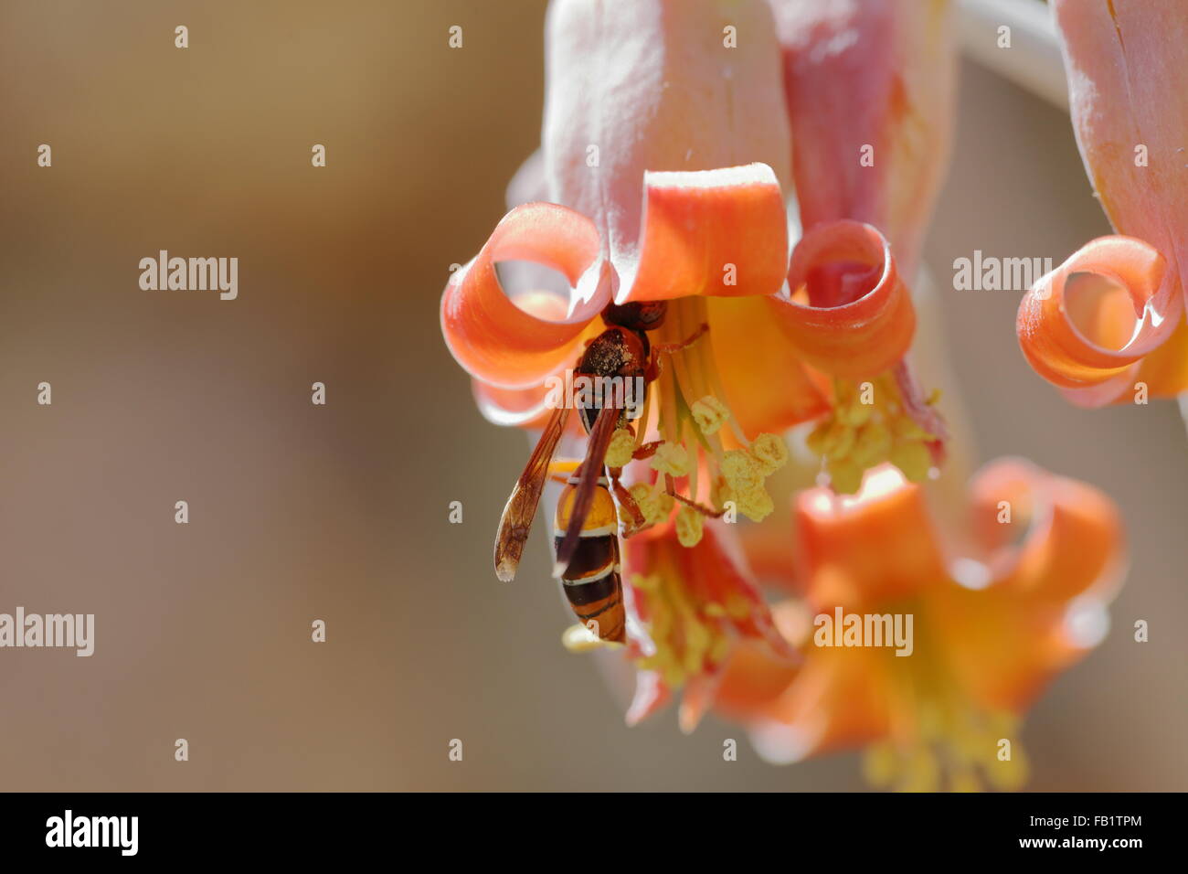 Flowers of cotyledon orbiculata (pig's ear) being pollinated by a wasp ...