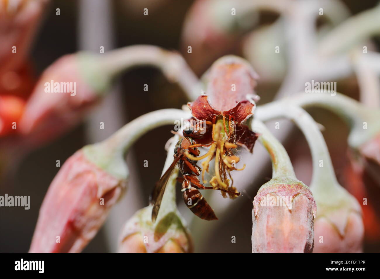 Flowers of cotyledon orbiculata (pig's ear) being pollinated by a wasp ...