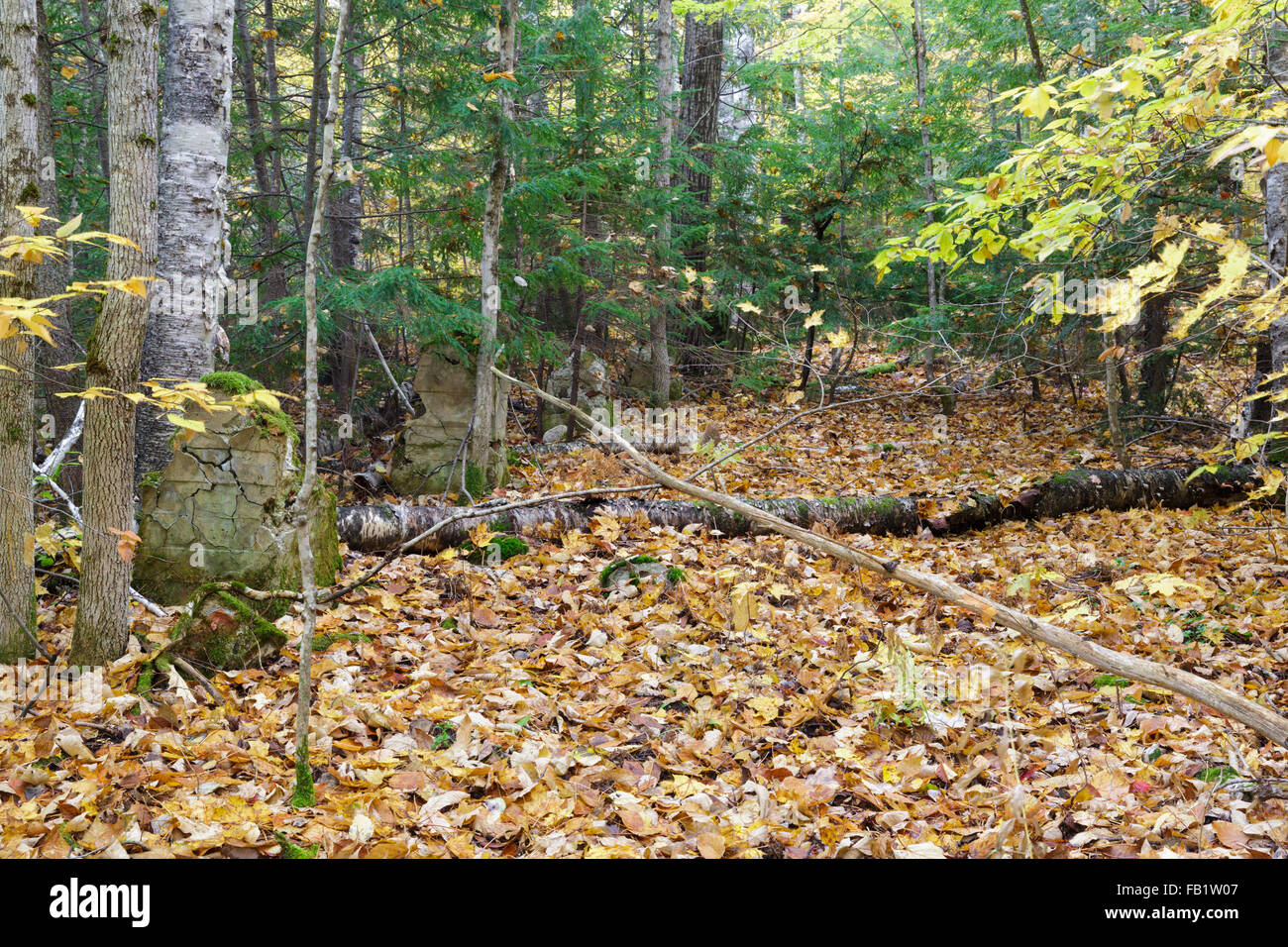 19th century logging hi-res stock photography and images - Alamy