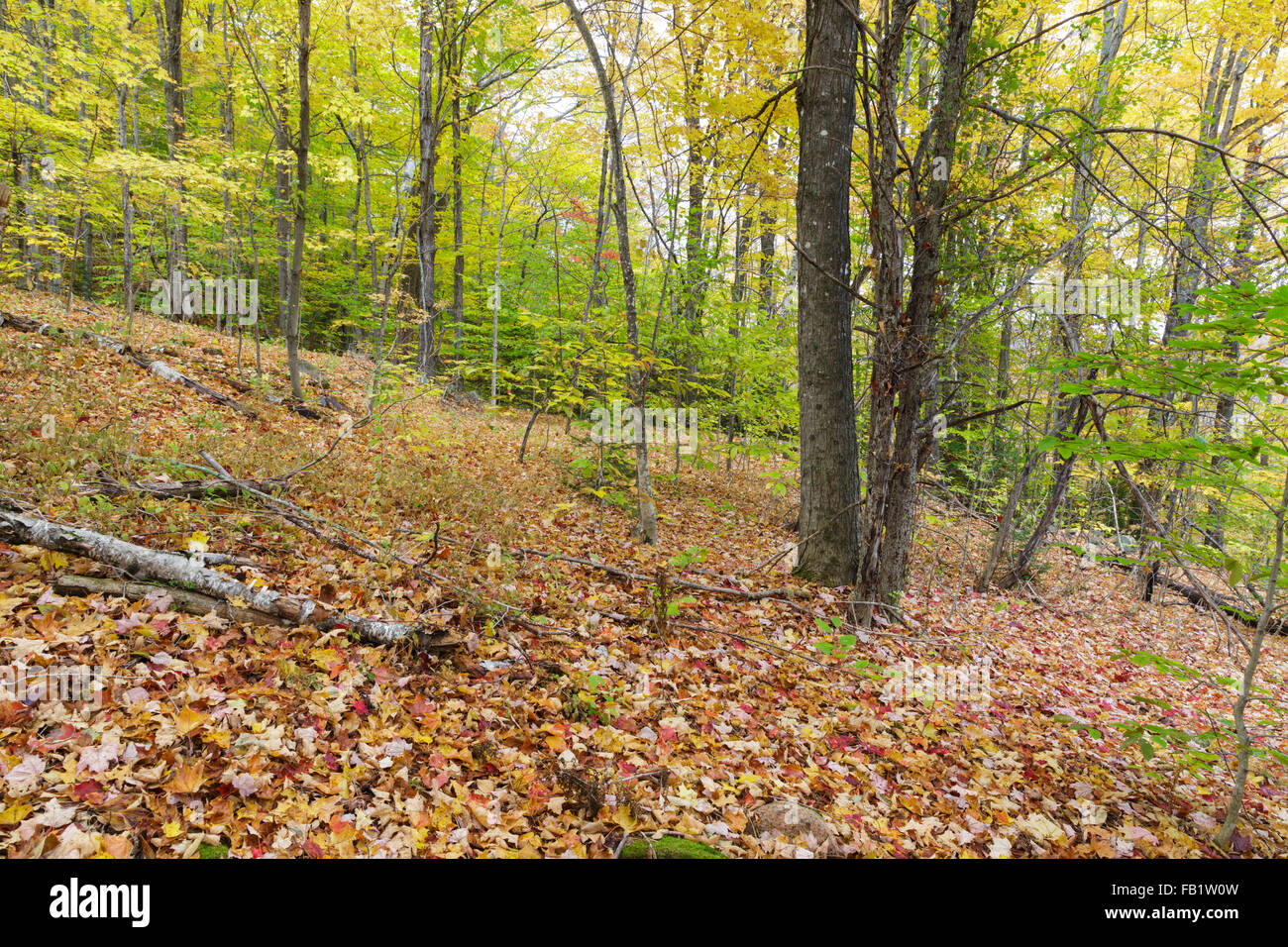 The abandoned village of Livermore in New Hampshire USA. This was a ...