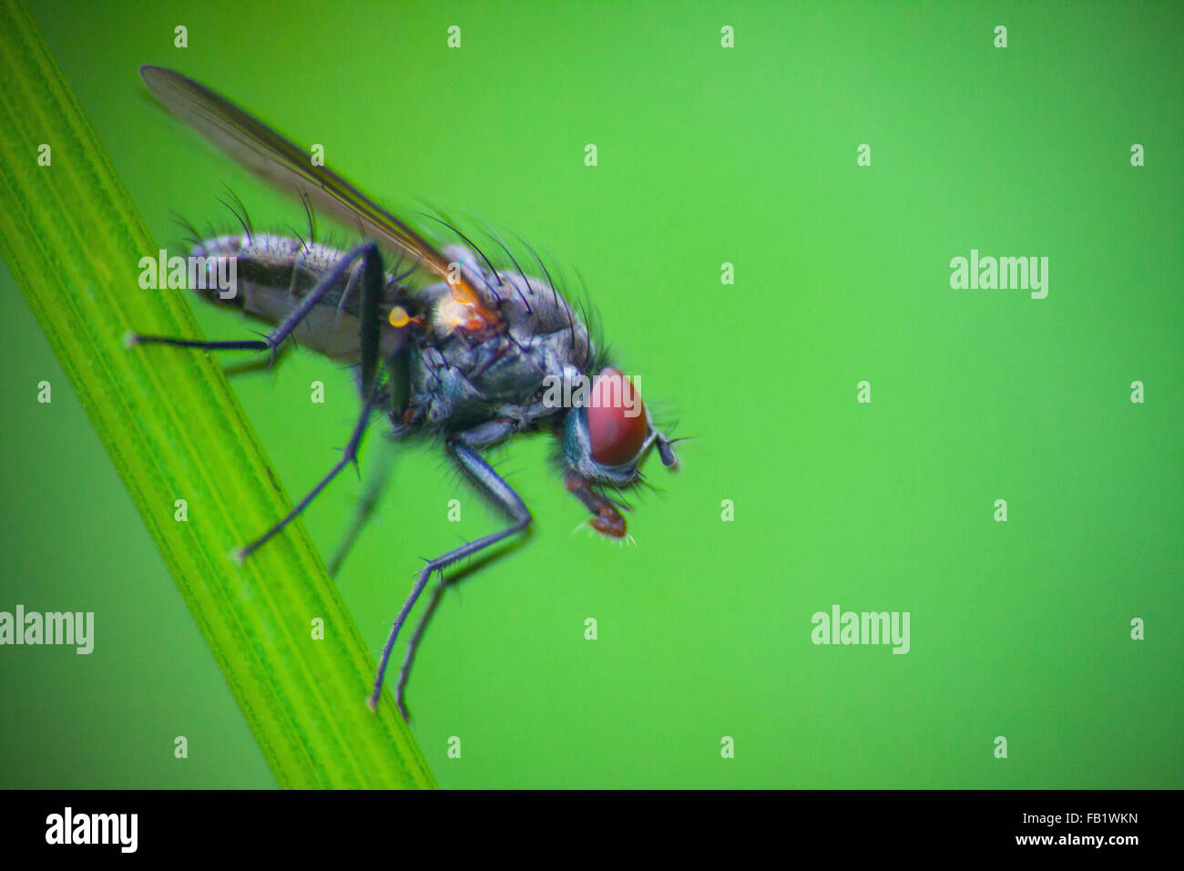A macro photo of a fly on a green twig of grass Stock Photo - Alamy