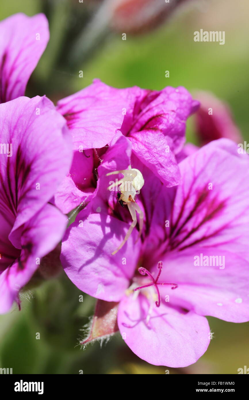Spider geranium hi-res stock photography and images - Alamy