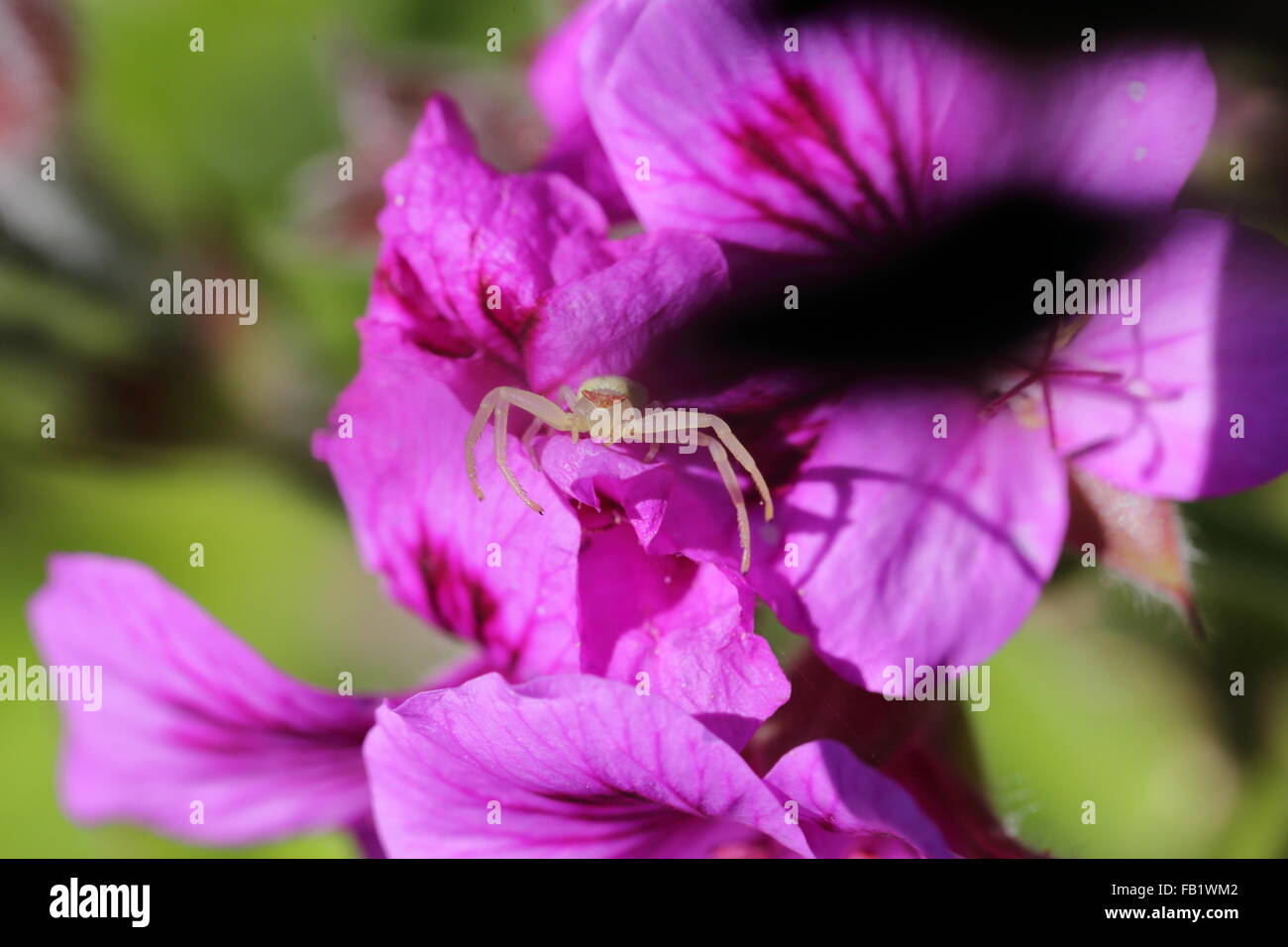 Spider geranium hi-res stock photography and images - Alamy