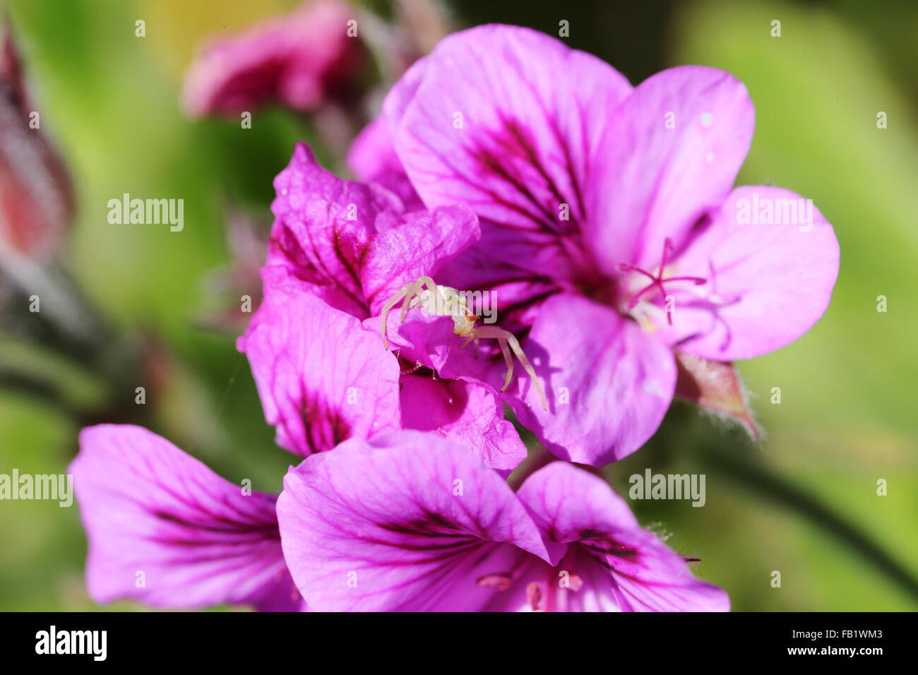 Spider on purple geranium flowers in Betty's Bay Stock Photo - Alamy