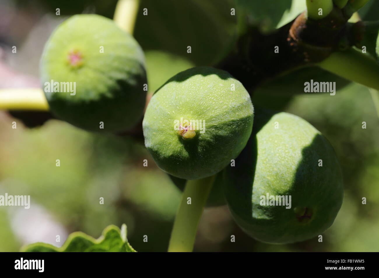 Figs ripening on a tree Stock Photo - Alamy