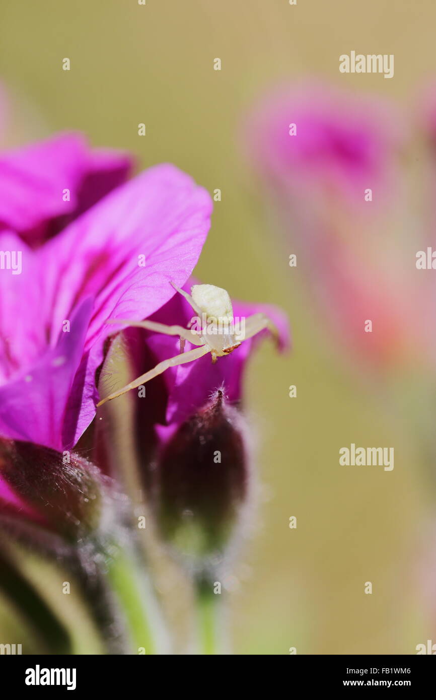 Spider geranium hi-res stock photography and images - Alamy