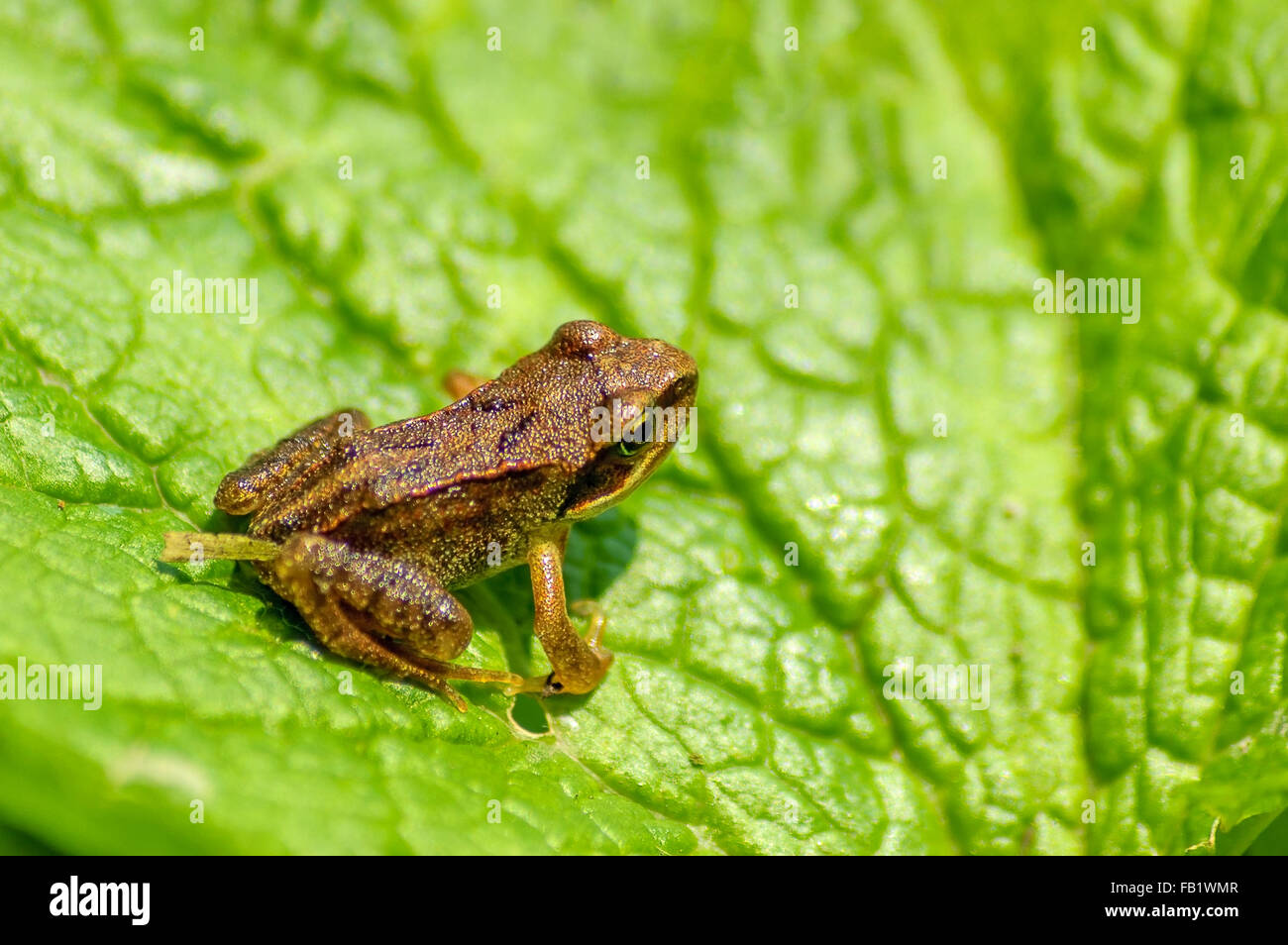 Resting toad hi-res stock photography and images - Alamy