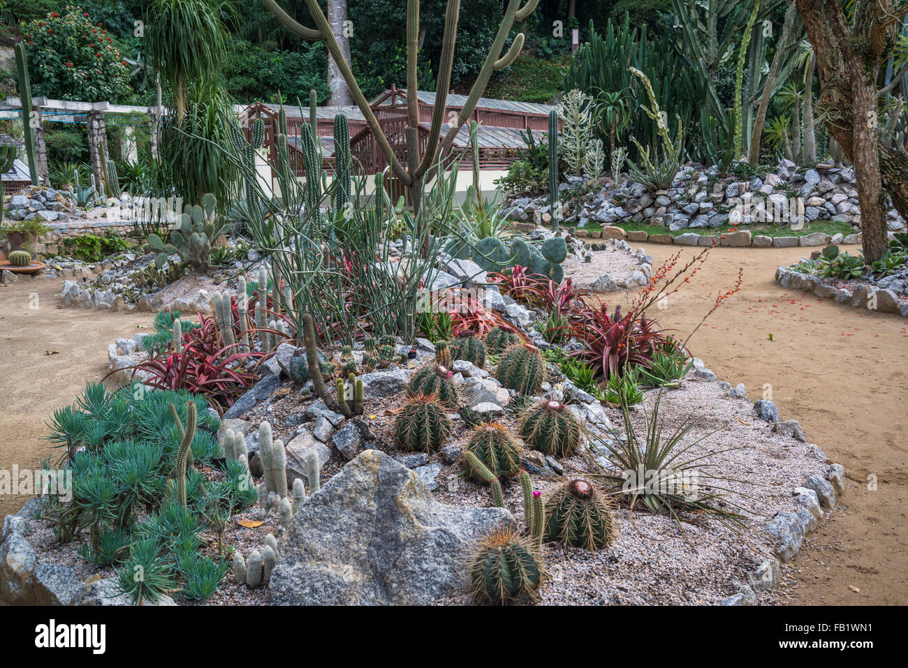Botanical Garden, Cacti, Rio de Janeiro, Brazil Stock Photo - Alamy