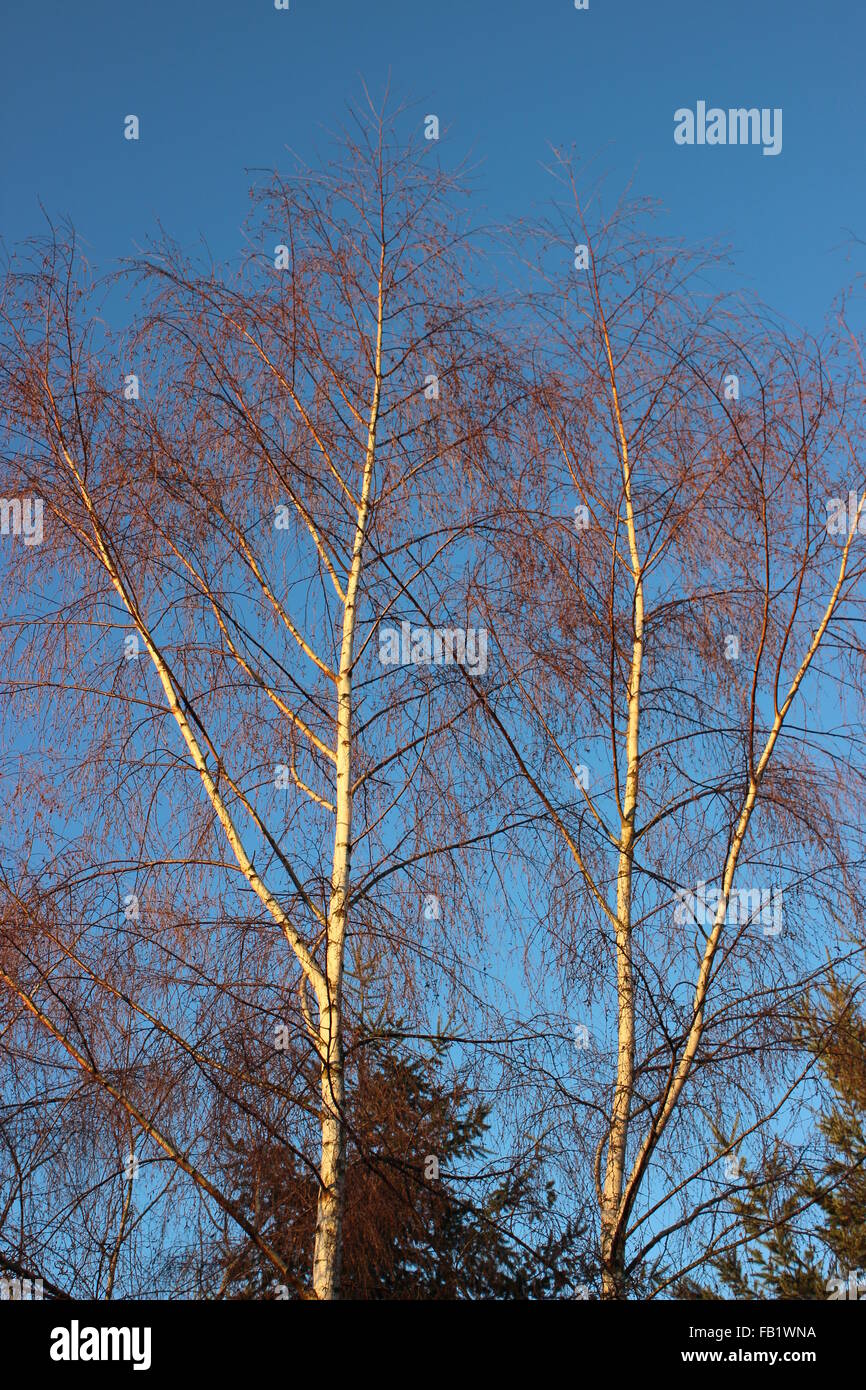 White birches hi-res stock photography and images - Alamy