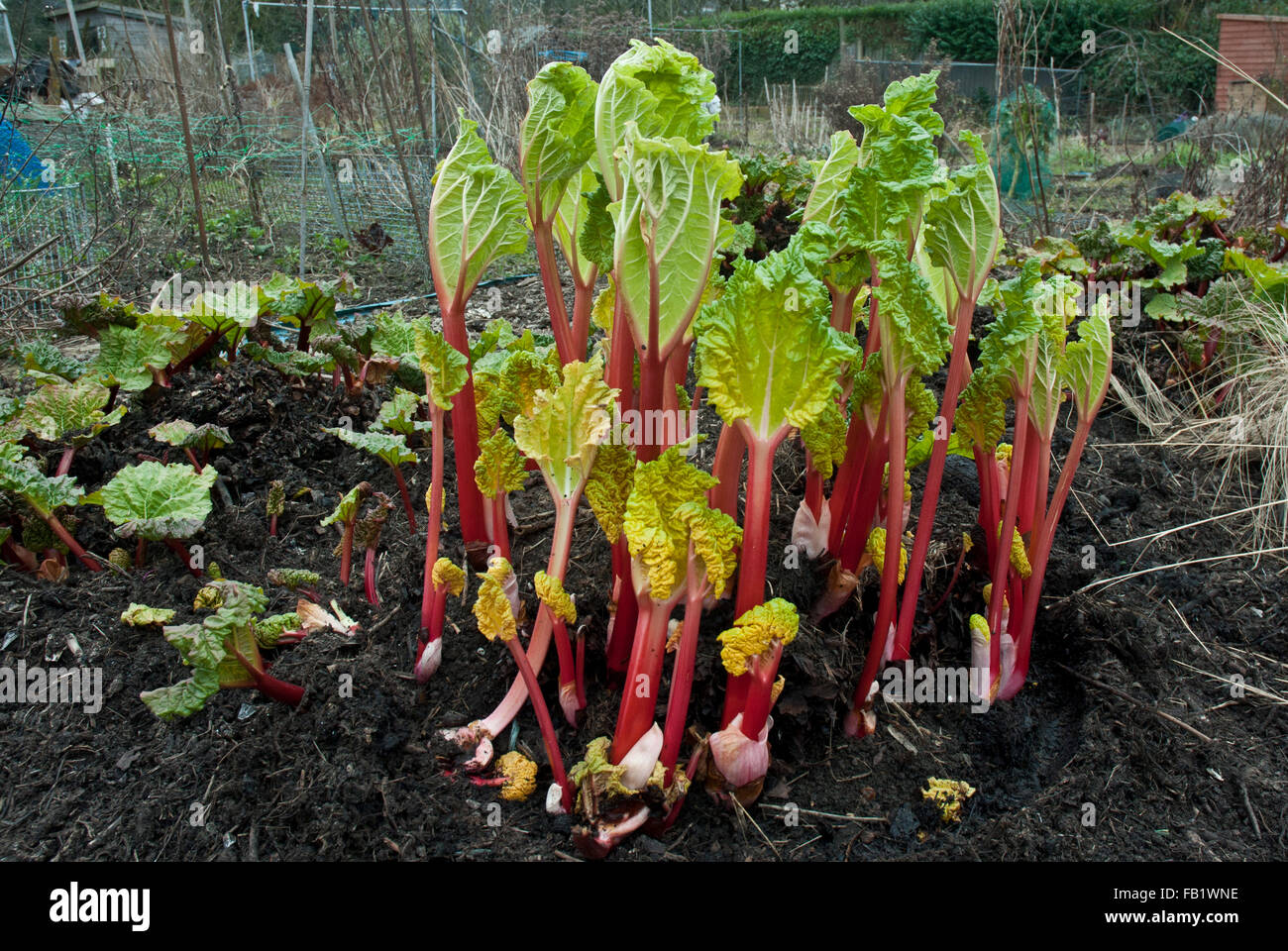 Rhubarb on an allotment showing difference between forced champagne ...