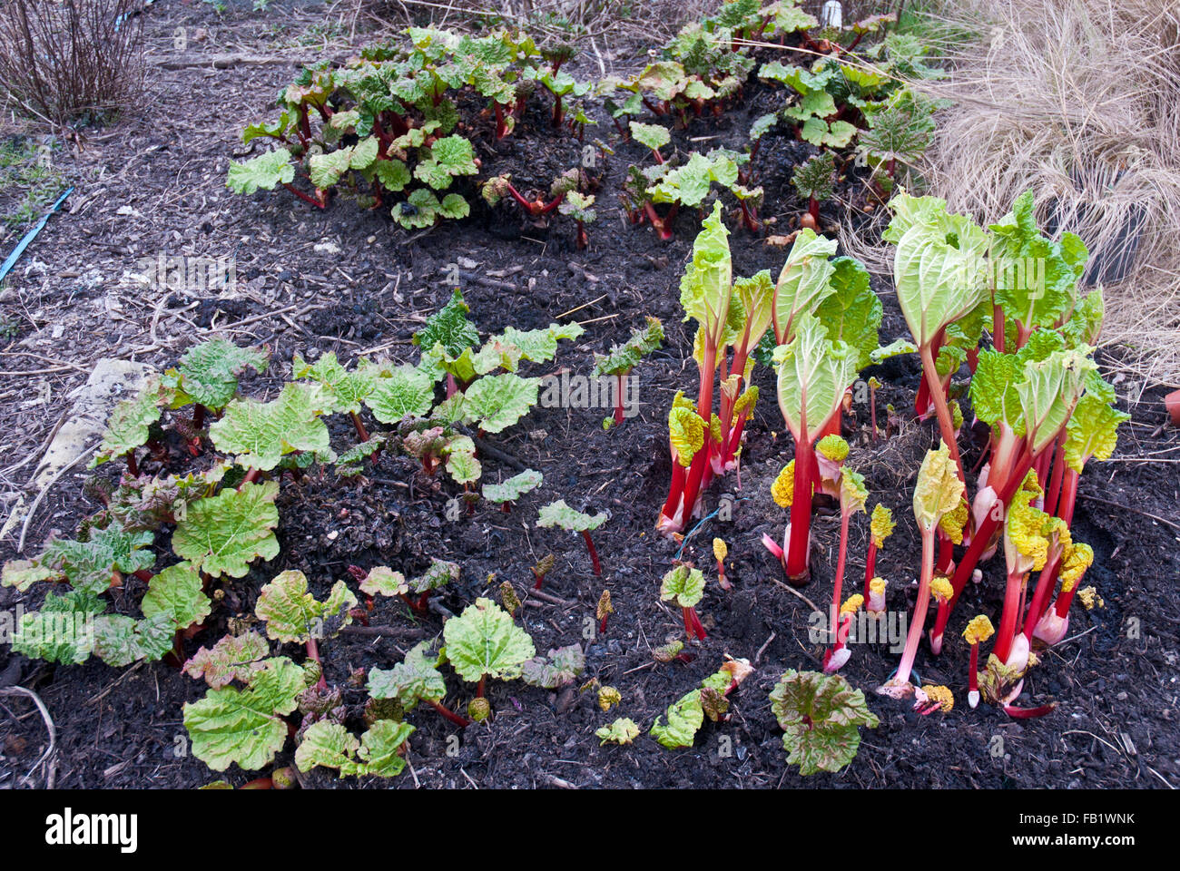 Rhubarb on allotment showing difference between forced rhubarb (bright ...