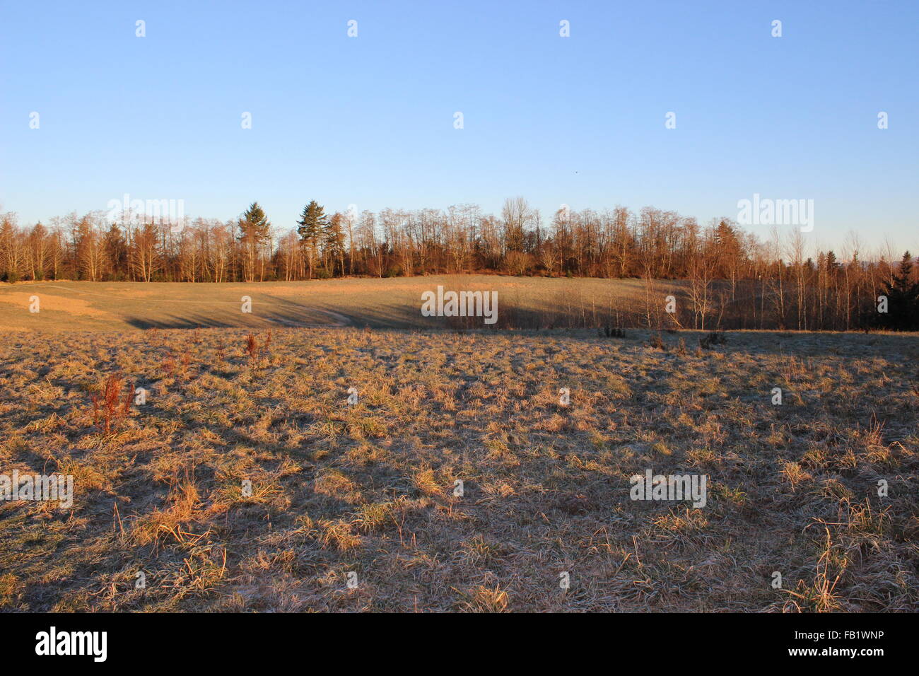 Trees horizon winter sky hi-res stock photography and images - Alamy
