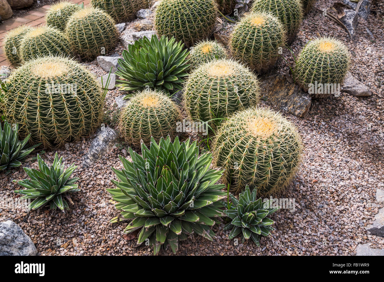 Botanical Garden, Cacti, Rio de Janeiro, Brazil Stock Photo - Alamy