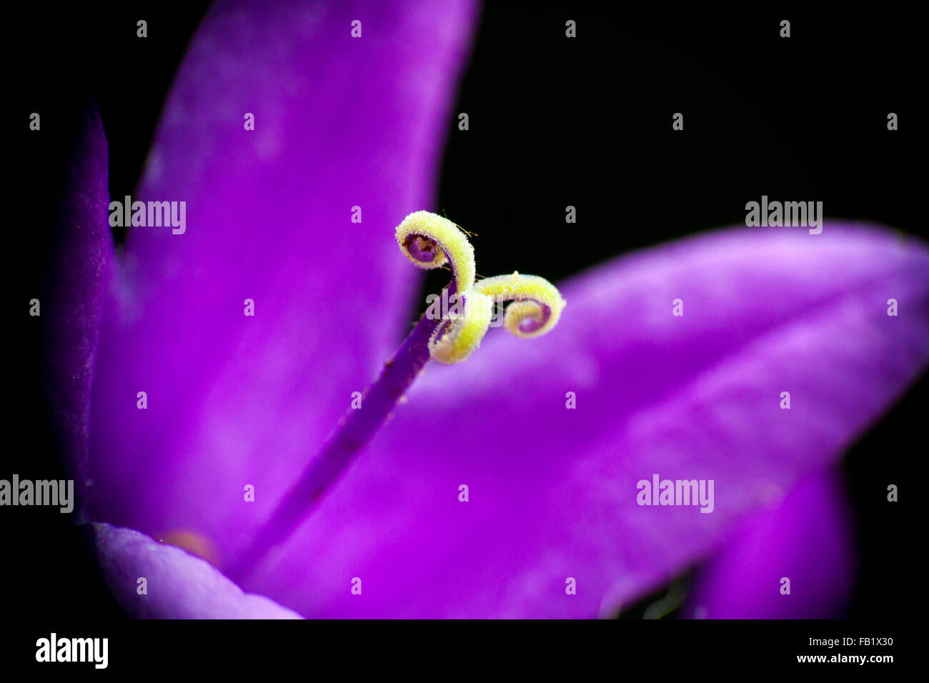 Curled up flower hi-res stock photography and images - Alamy