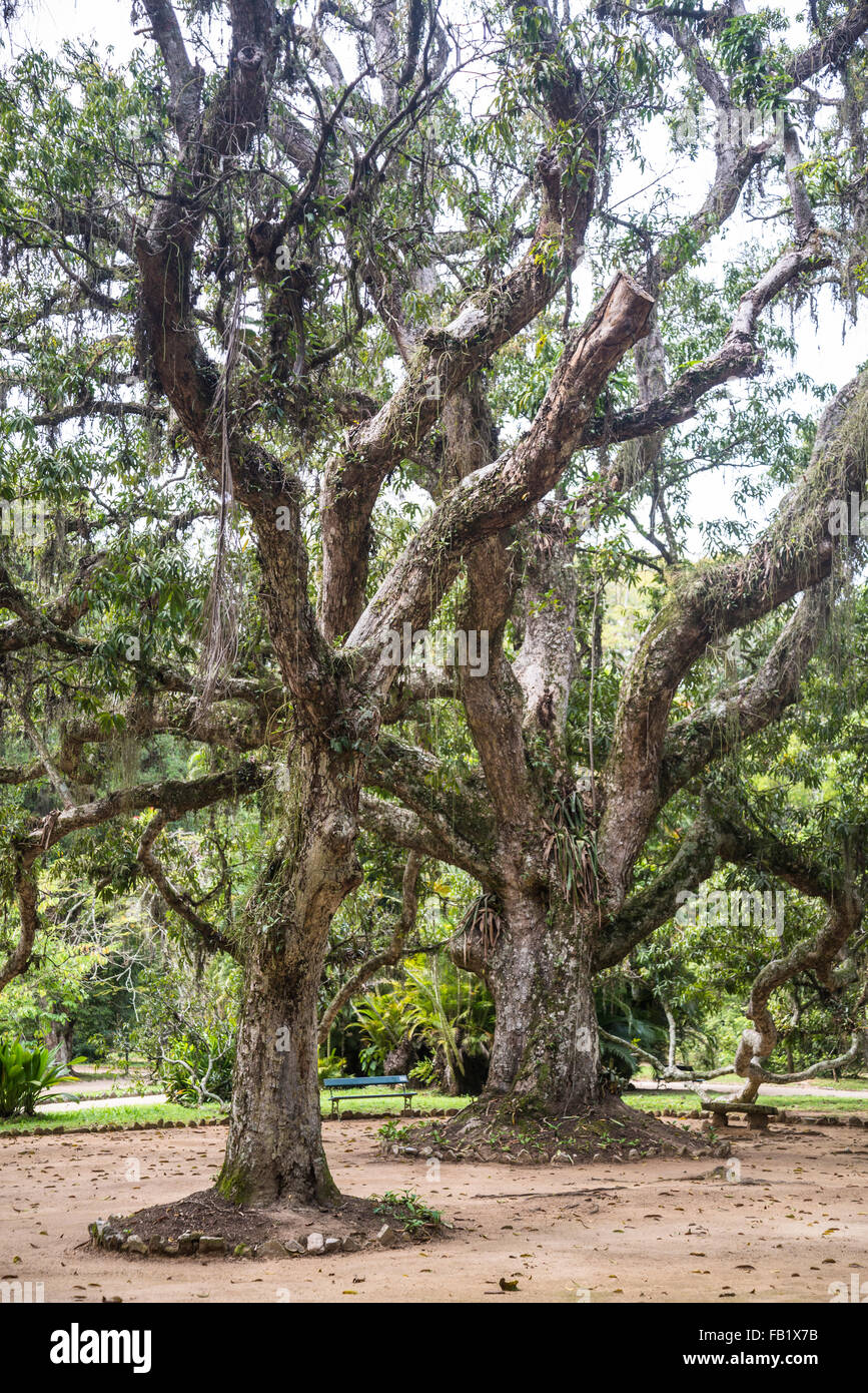Pau-brasil, Caesalpinia echinata, Botanical Garden, Rio de Janeiro ...