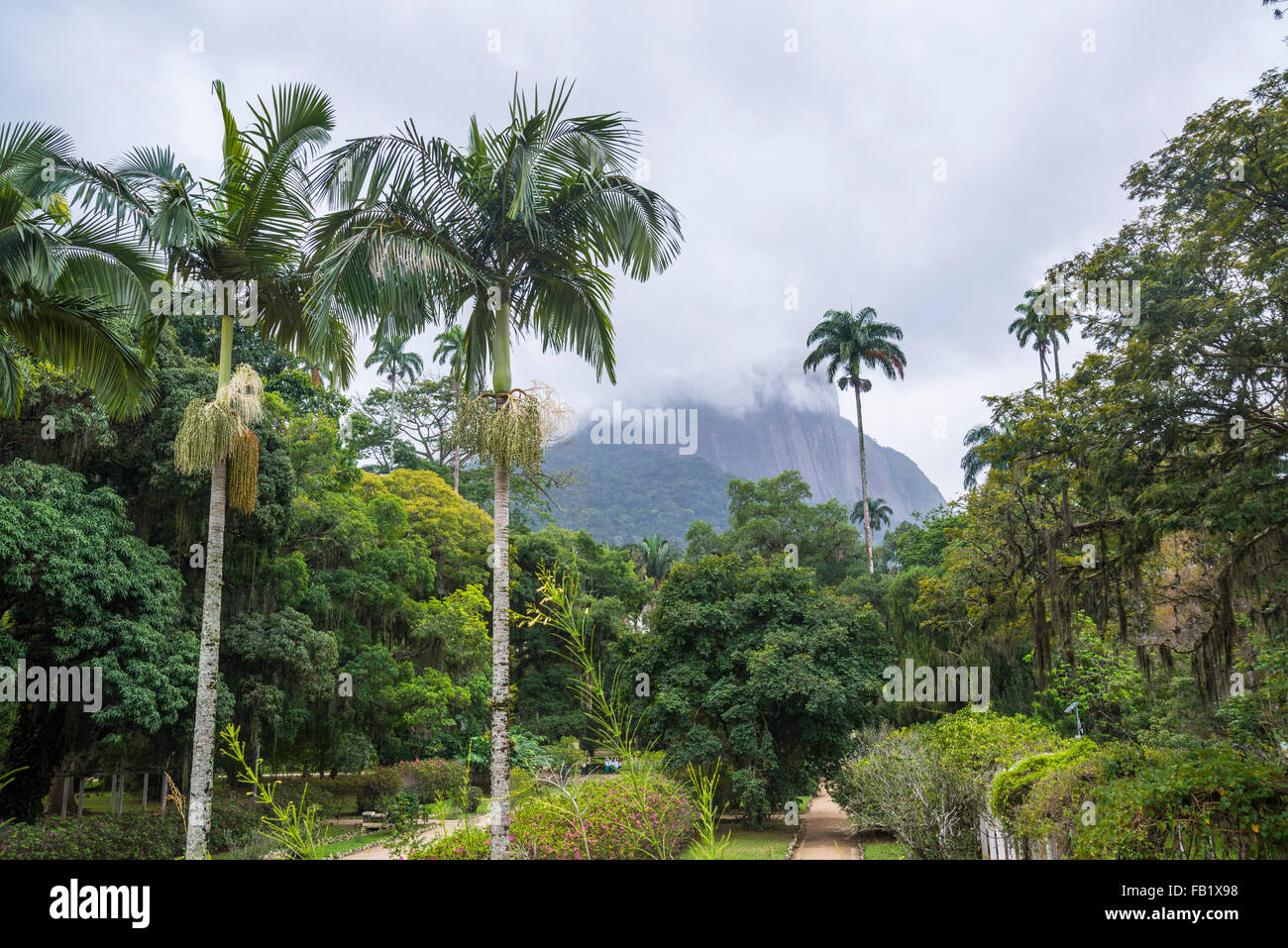 Botanical Garden, Rio de Janeiro, Brazil Stock Photo - Alamy