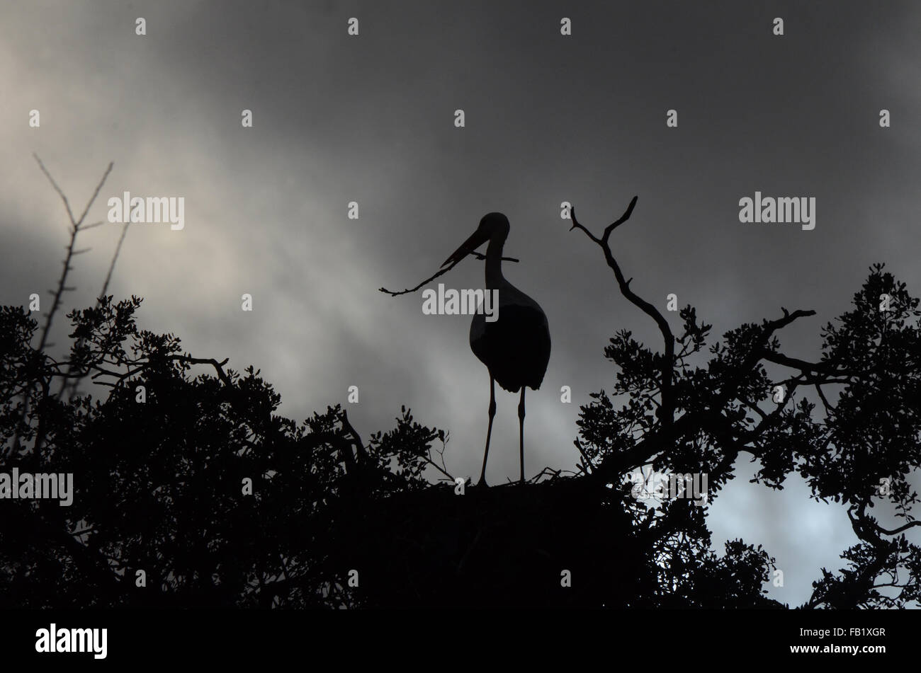 Madrid, Spain. 07th Jan, 2016. A white stork on the top of a tree in ...