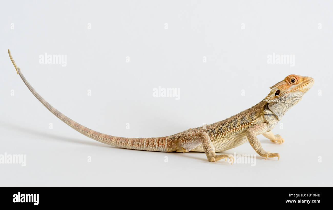 Dragon feet hi-res stock photography and images - Alamy