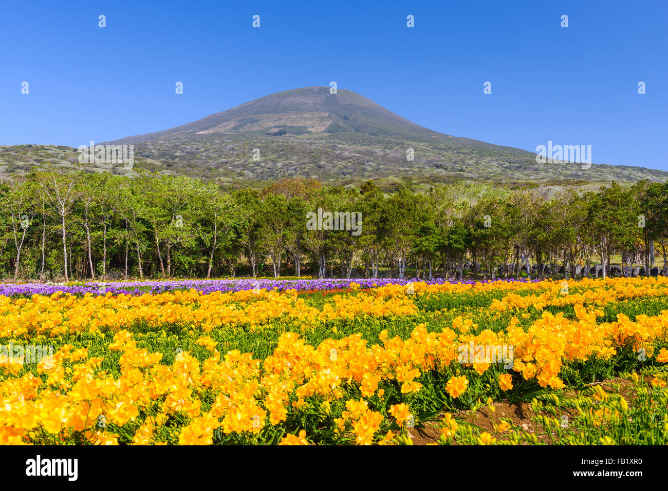 Hachijojima Island, Japan during the Freesia flower bloom season Stock ...