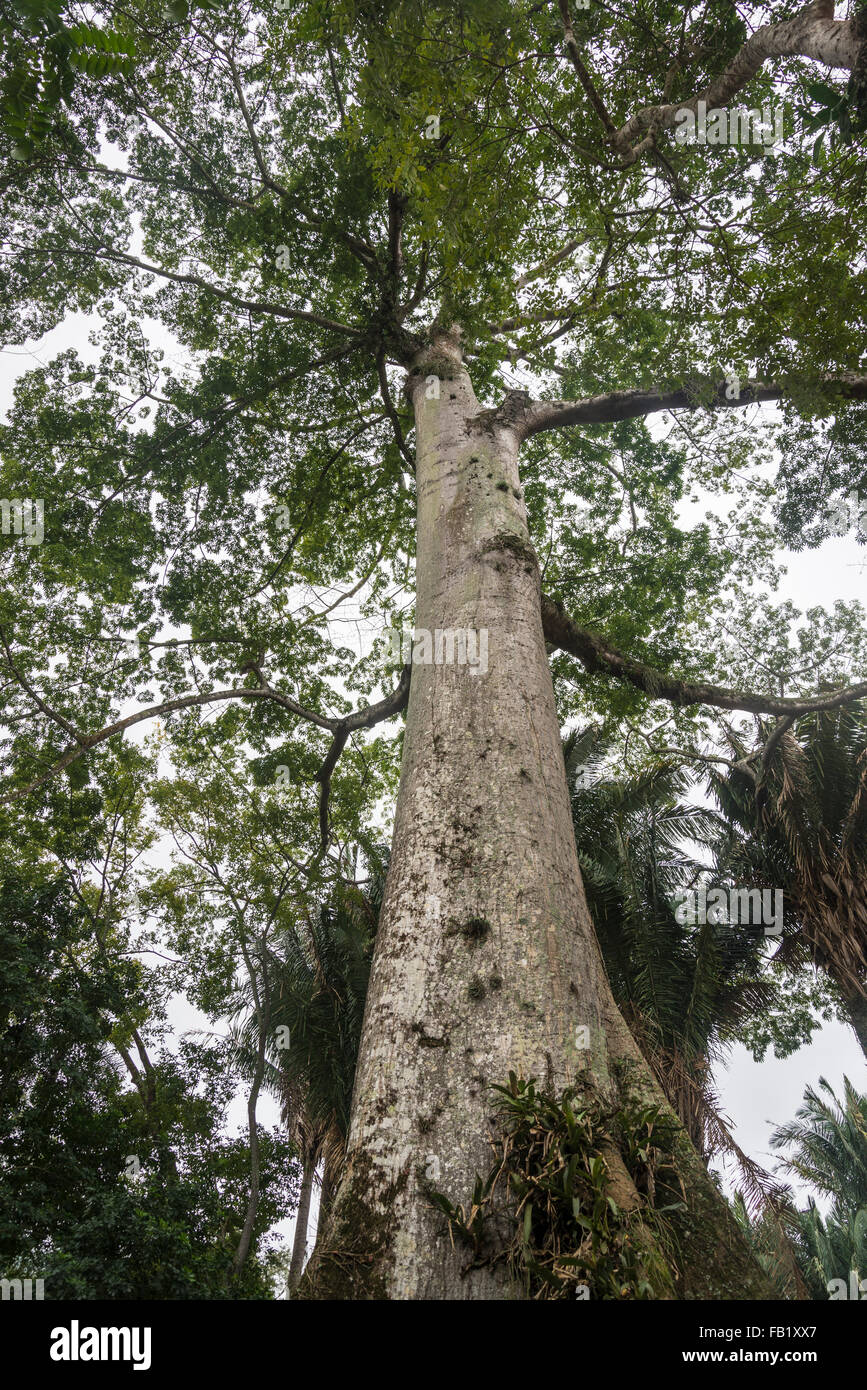 Kapok tree, Ceiba pentandra (L.) Gaertn tree, Botanical Garden, Rio de ...