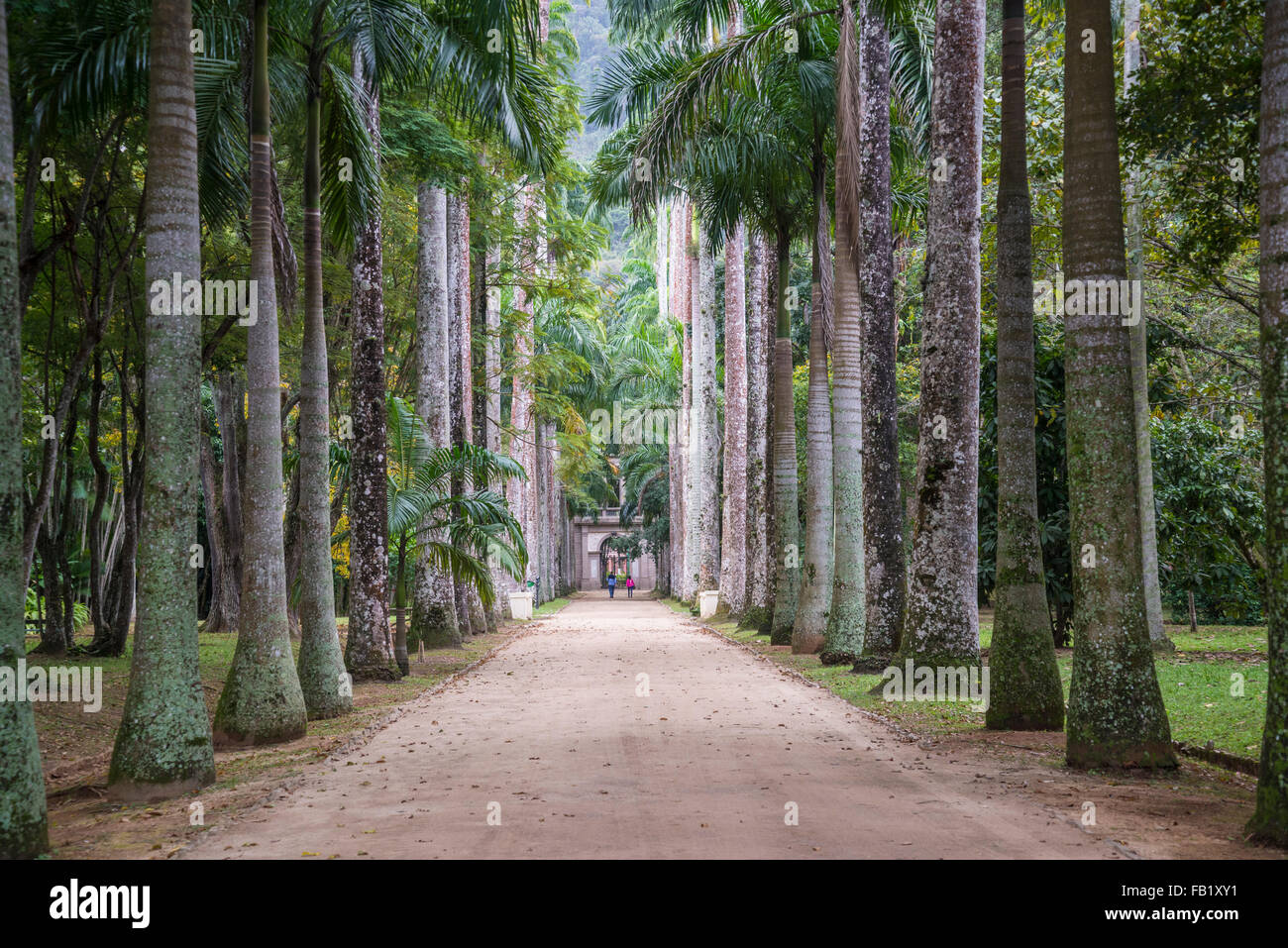 Palm trees avenue, Botanical Garden, Rio de Janeiro, Brazil Stock Photo ...