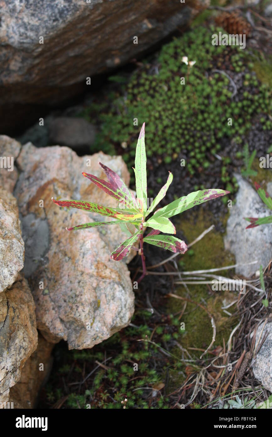 Close up of mountain wildflower and moss on rocks Stock Photo - Alamy