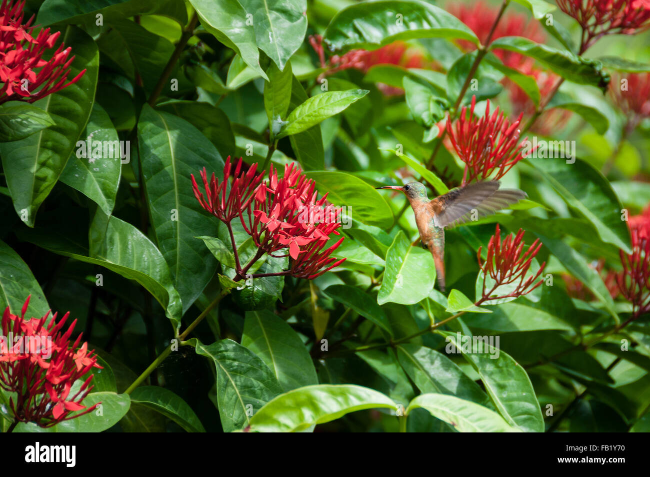 Orange flying hummingbird and green bush with red flower Stock Photo ...