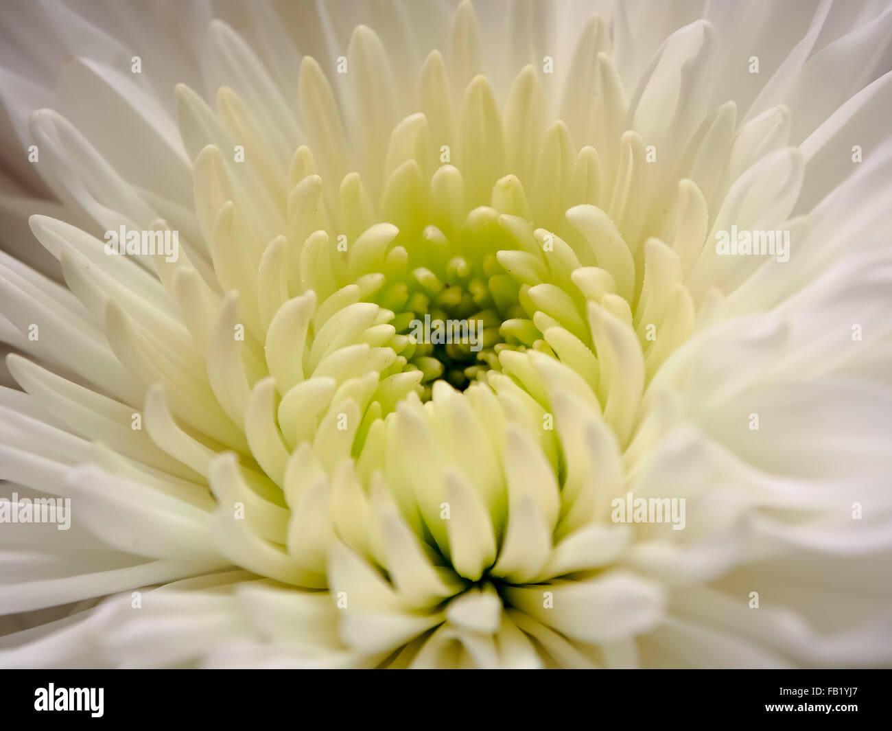 Macro of the centre of a flower showing the reproductive parts of the ...