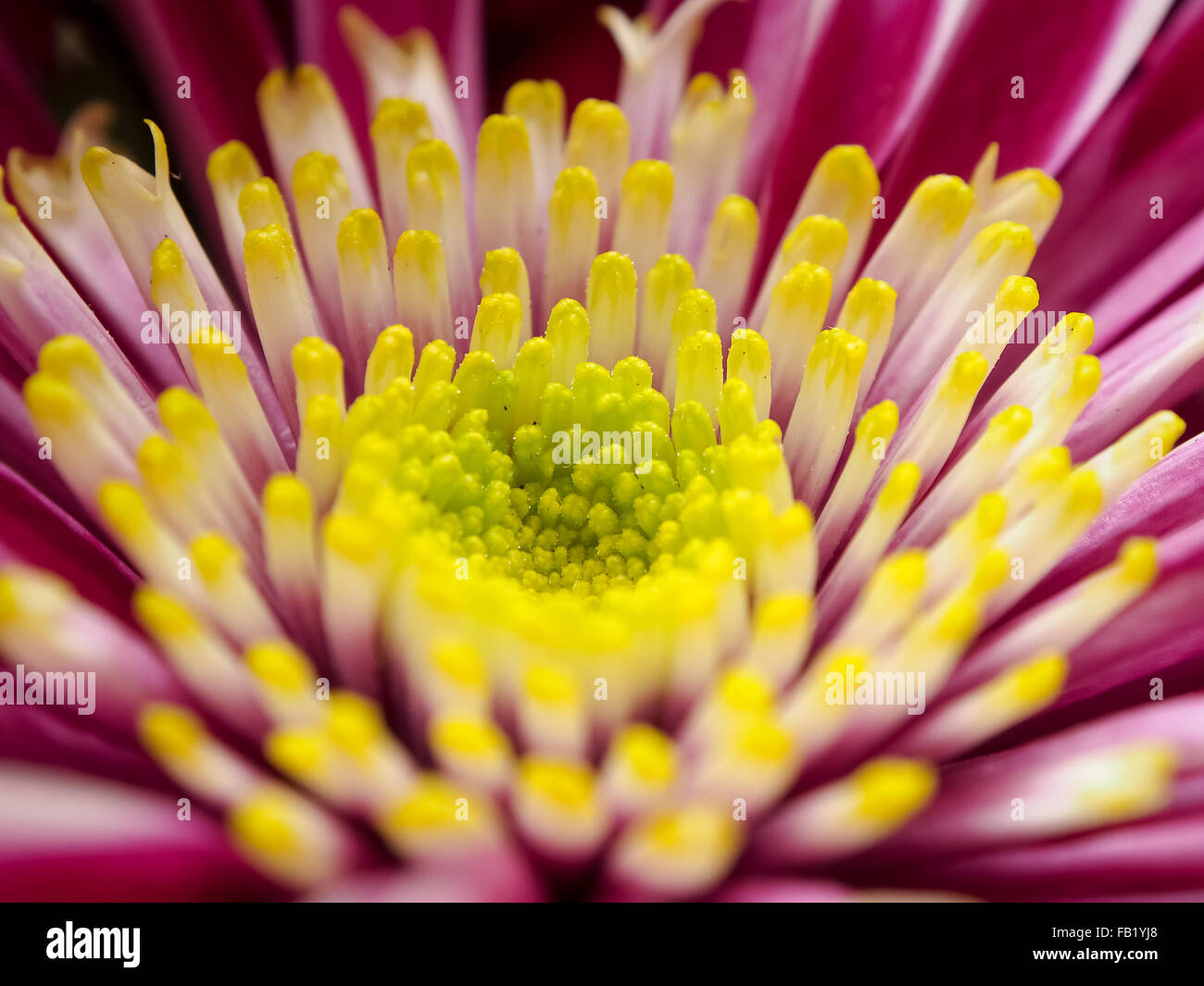 Parts of the flower hi-res stock photography and images - Alamy