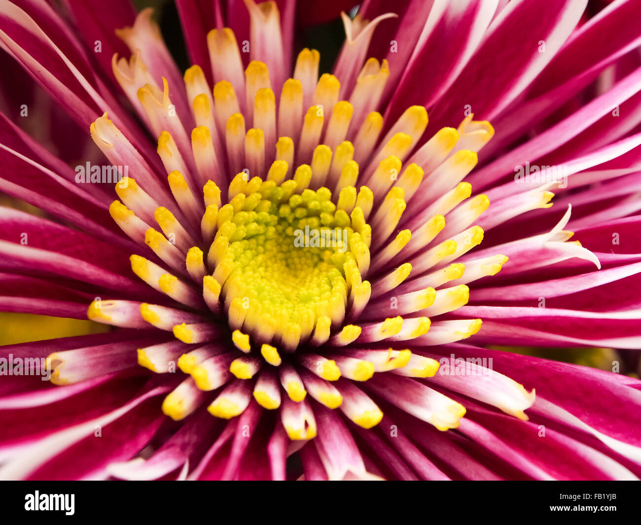 Macro of the centre of a flower showing the reproductive parts of the ...