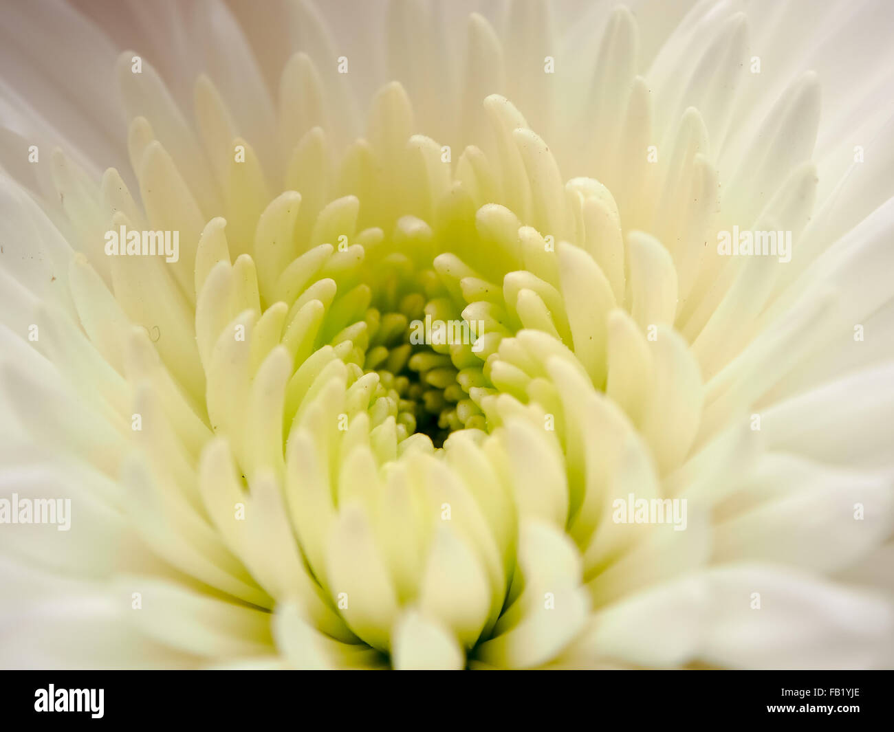 Macro of the centre of a flower showing the reproductive parts of the ...