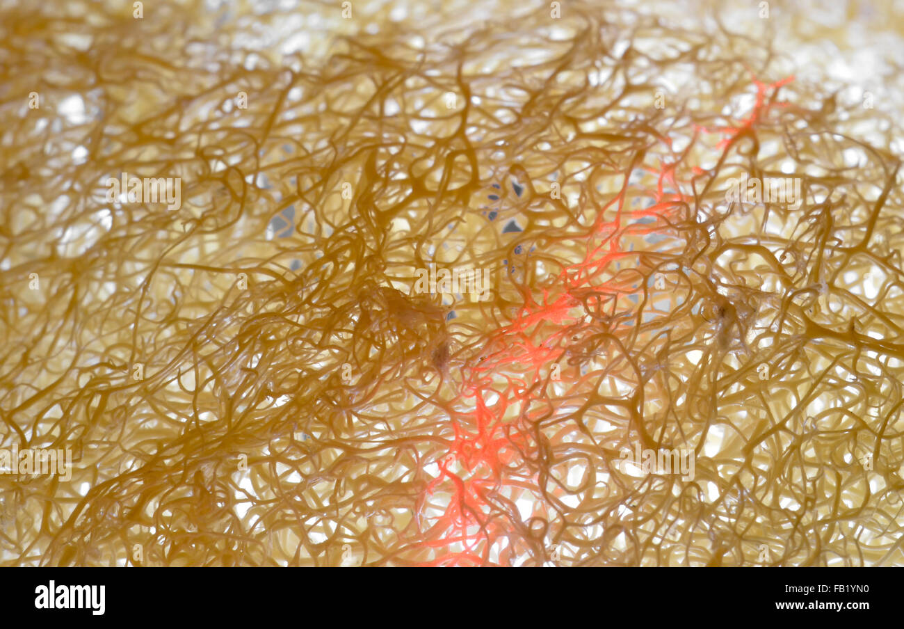 Abstract light painting loofah Background. Close-up Stock Photo - Alamy