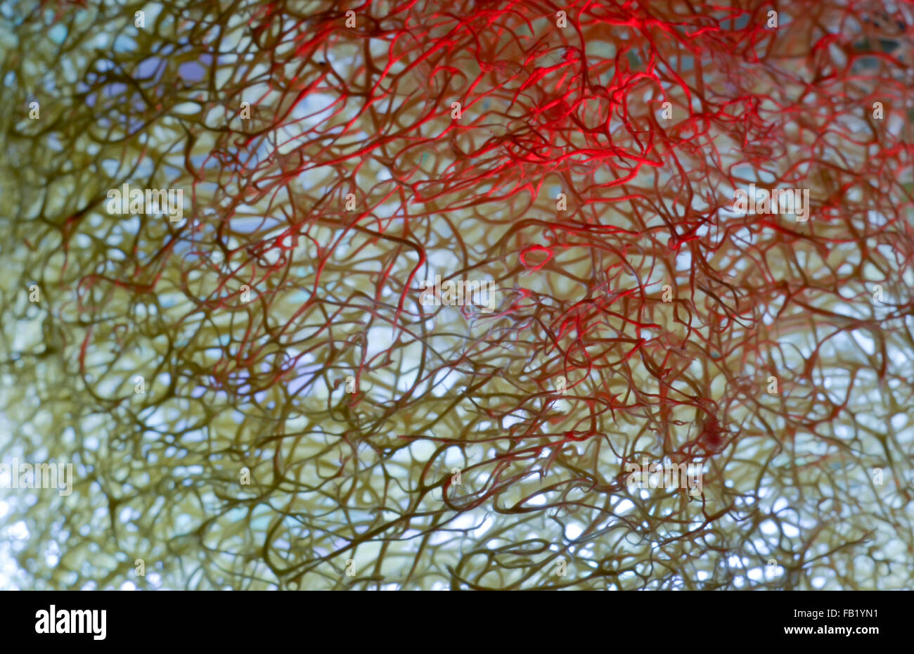 Abstract light painting loofah Background. Close-up Stock Photo - Alamy