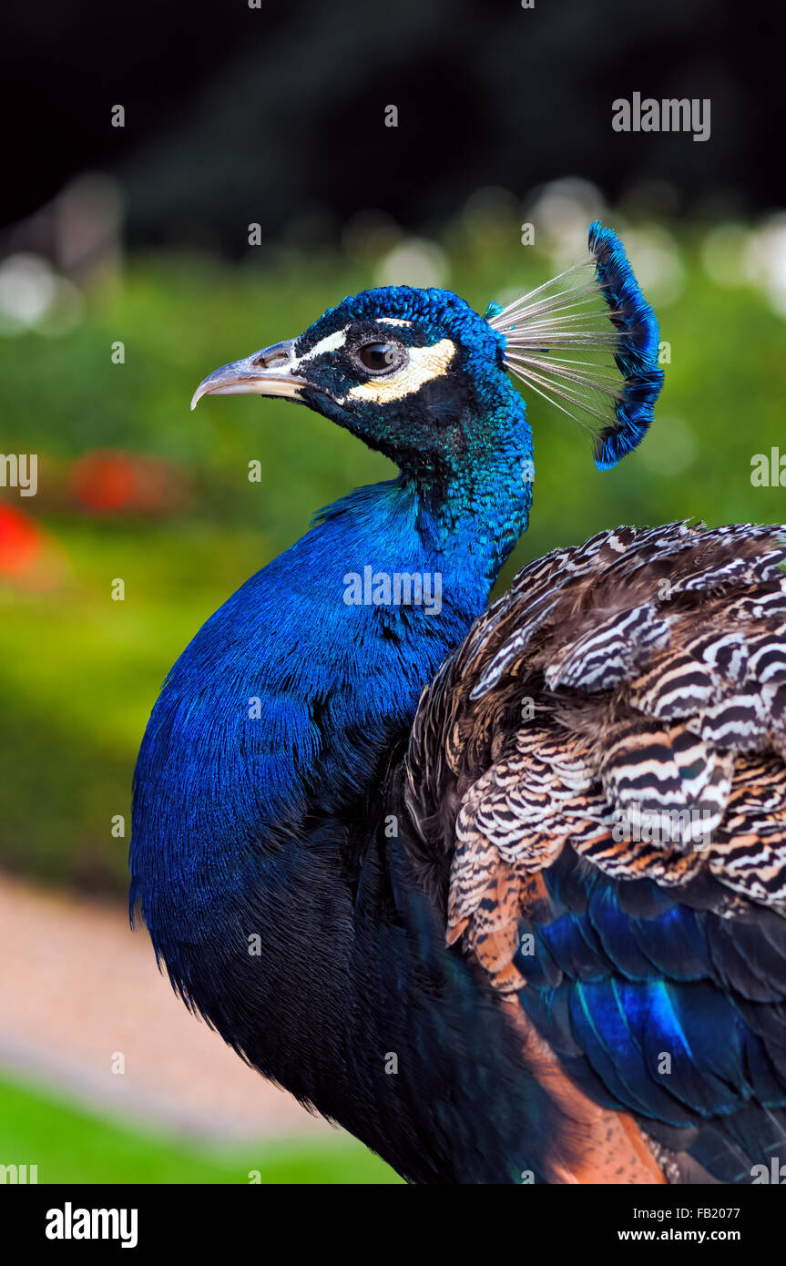 Peacock profile view close up image garden background vertical Stock ...