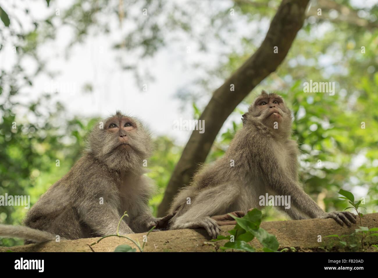 Wild monkeys on tree looking up in natural habitat, green environment ...