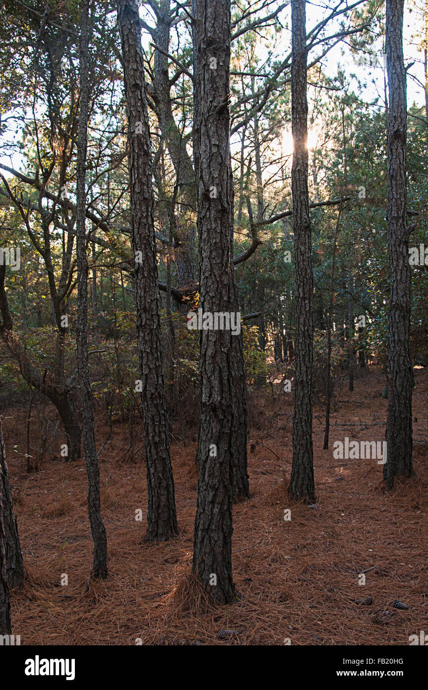 Trees in the Currituck National WIldlife Refuge in the Outer Banks of ...