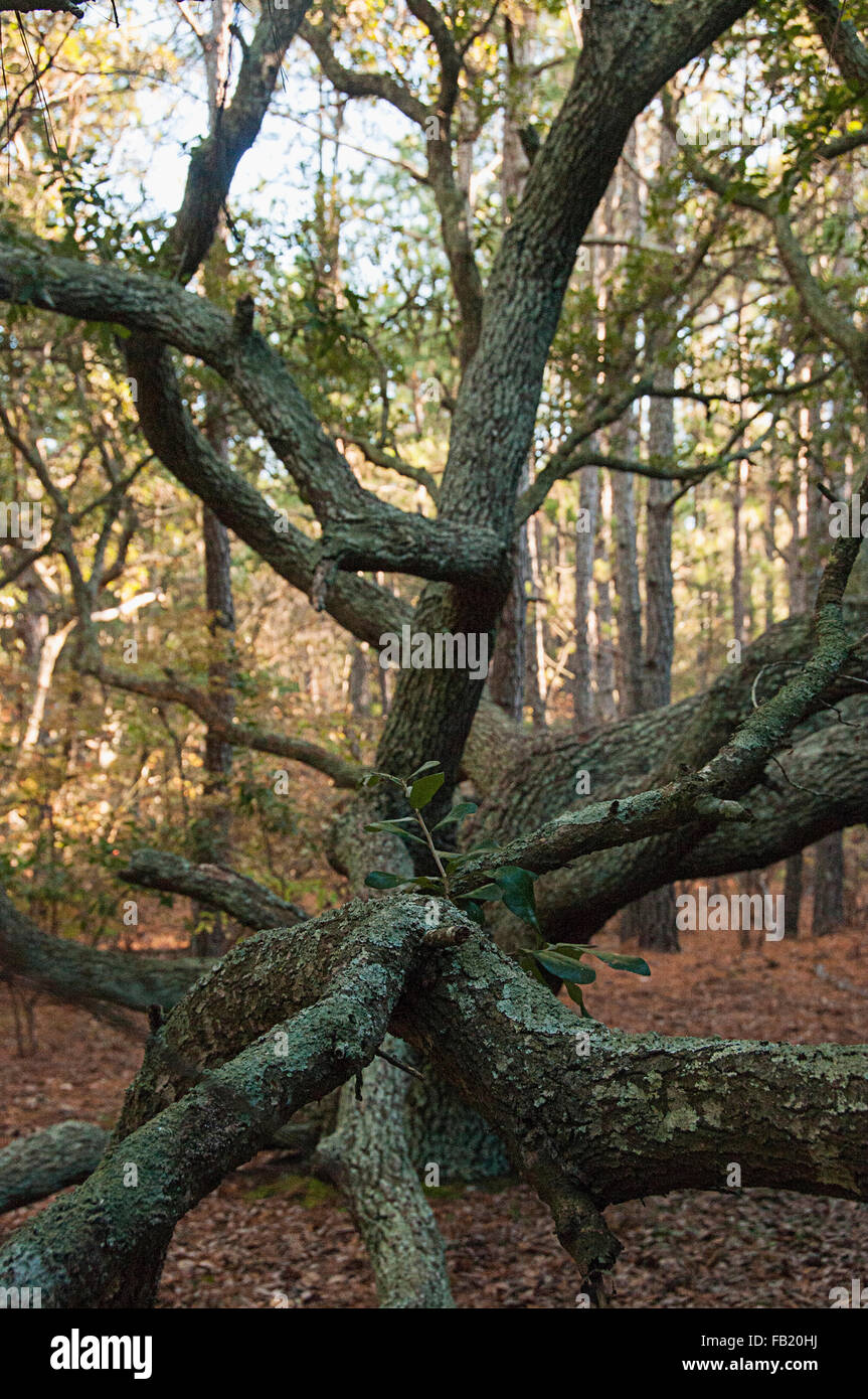 Currituck national wildlife refuge hi-res stock photography and images ...