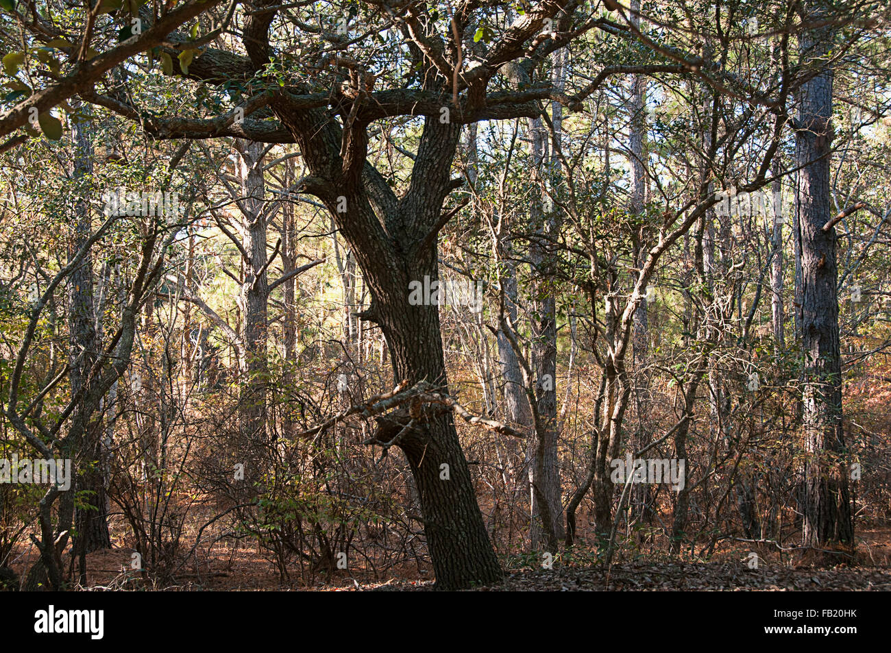 Trees in the Currituck National WIldlife Refuge in the Outer Banks of ...