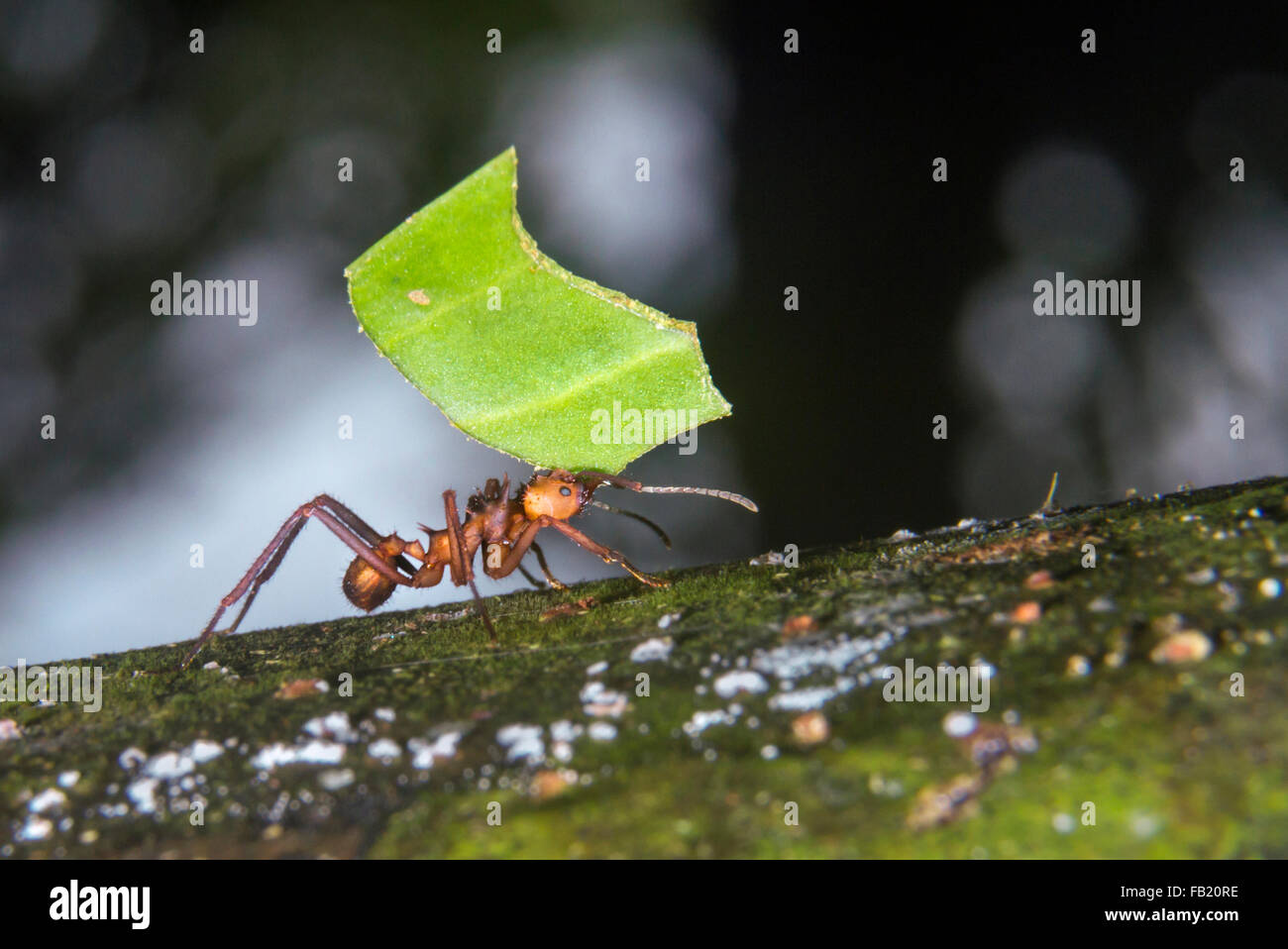 Leaf cutter ant hi-res stock photography and images - Alamy