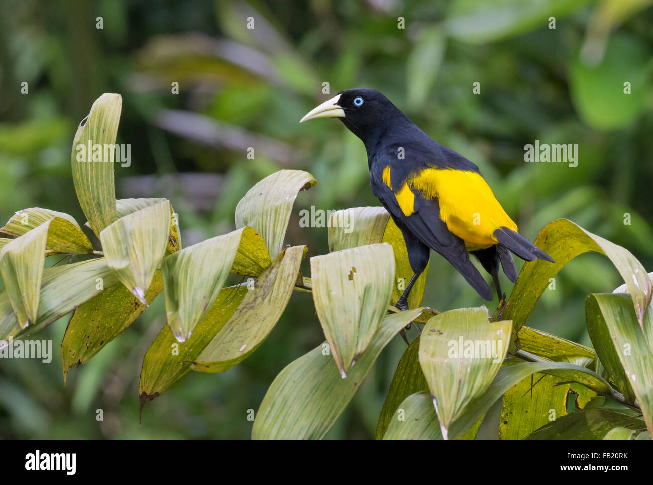 Yellow-rumped cacique (Cacicus cela), Pacaya Samiria National Reserve ...