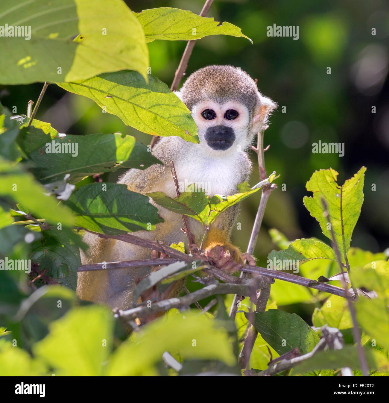 Squirrel monkey (Saimiri sciureus) in rainforest canopy, Pacaya Samiria ...