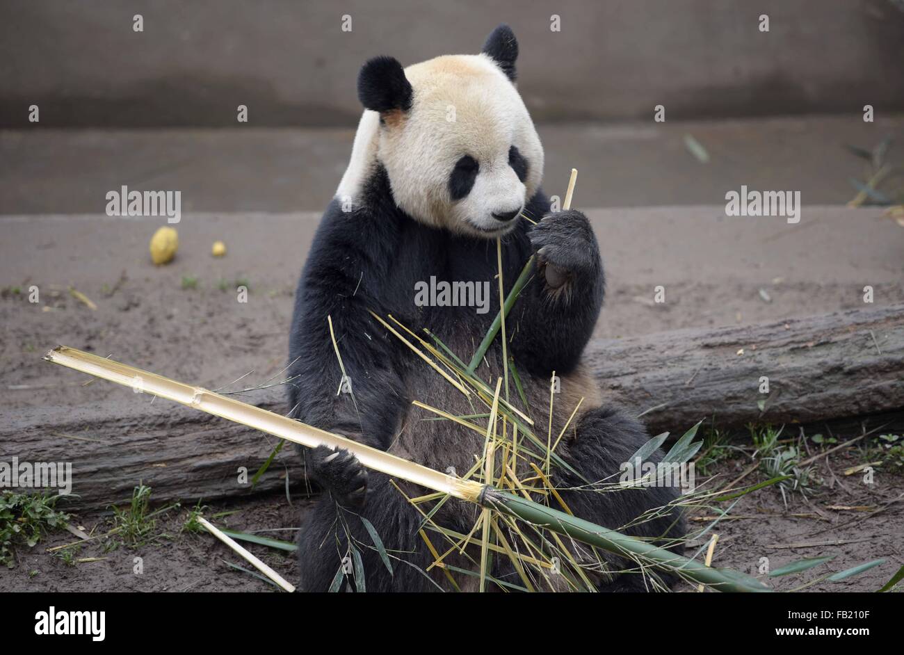 Chengdu, China's Sichuan Province. 8th Apr, 2015. A giant panda eats ...