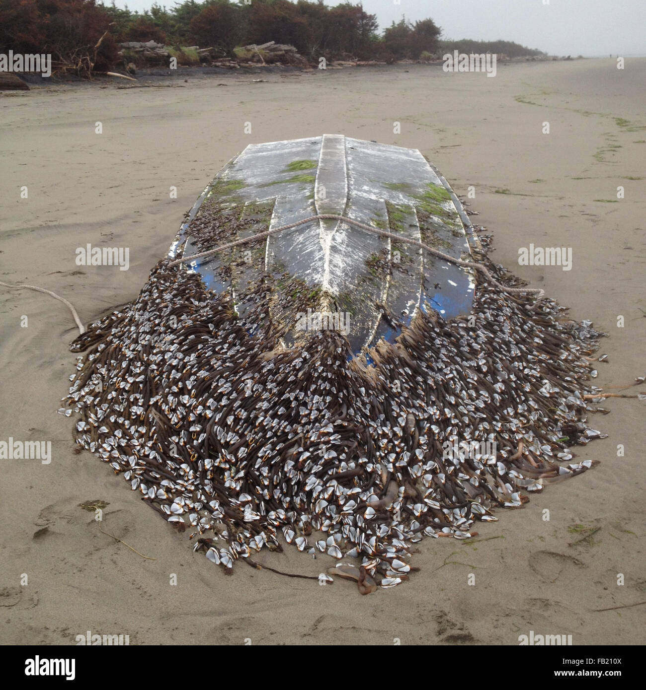 japanese tsunami boat washed ashore on washington coast Stock Photo - Alamy