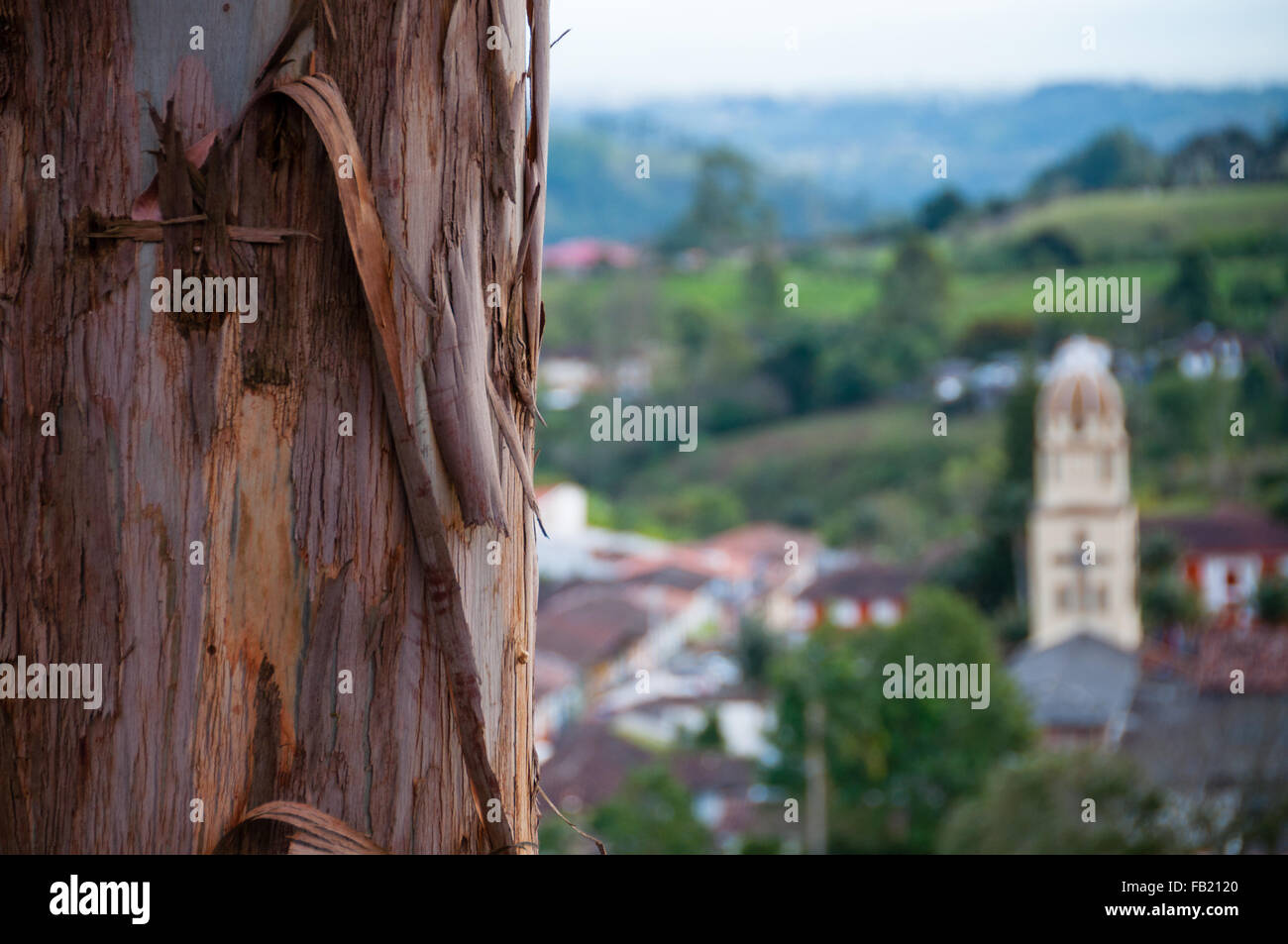 Tree bark in blur background hi-res stock photography and images - Alamy