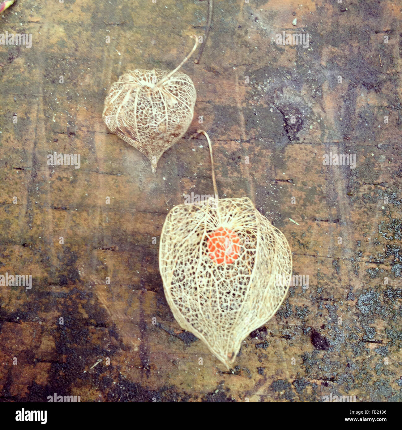 Skeletons seed pods hi-res stock photography and images - Alamy