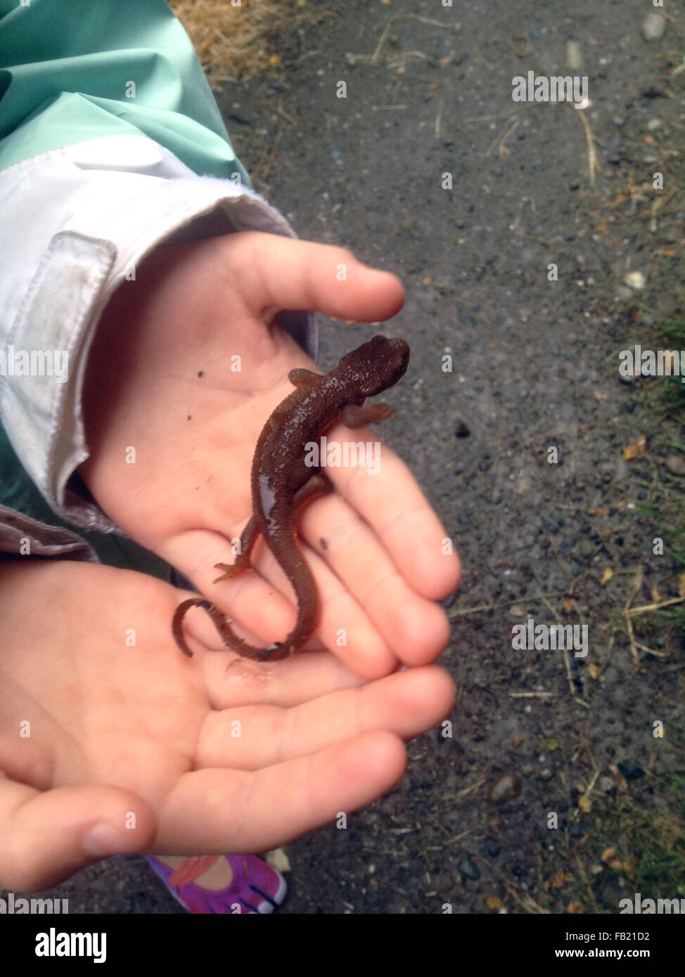 Nature newt hi-res stock photography and images - Alamy