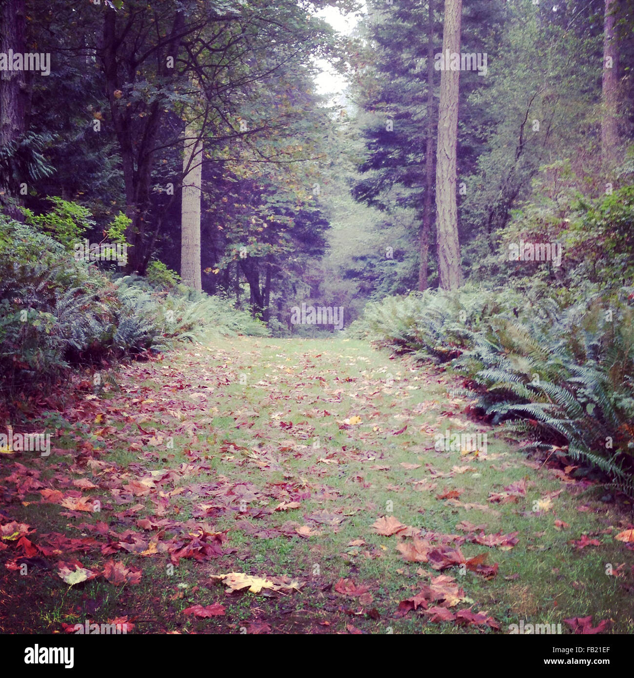 forest path in the pacific northwest Stock Photo - Alamy