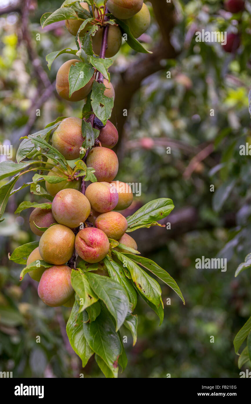 Plums ripening on a home orchard Stock Photo - Alamy